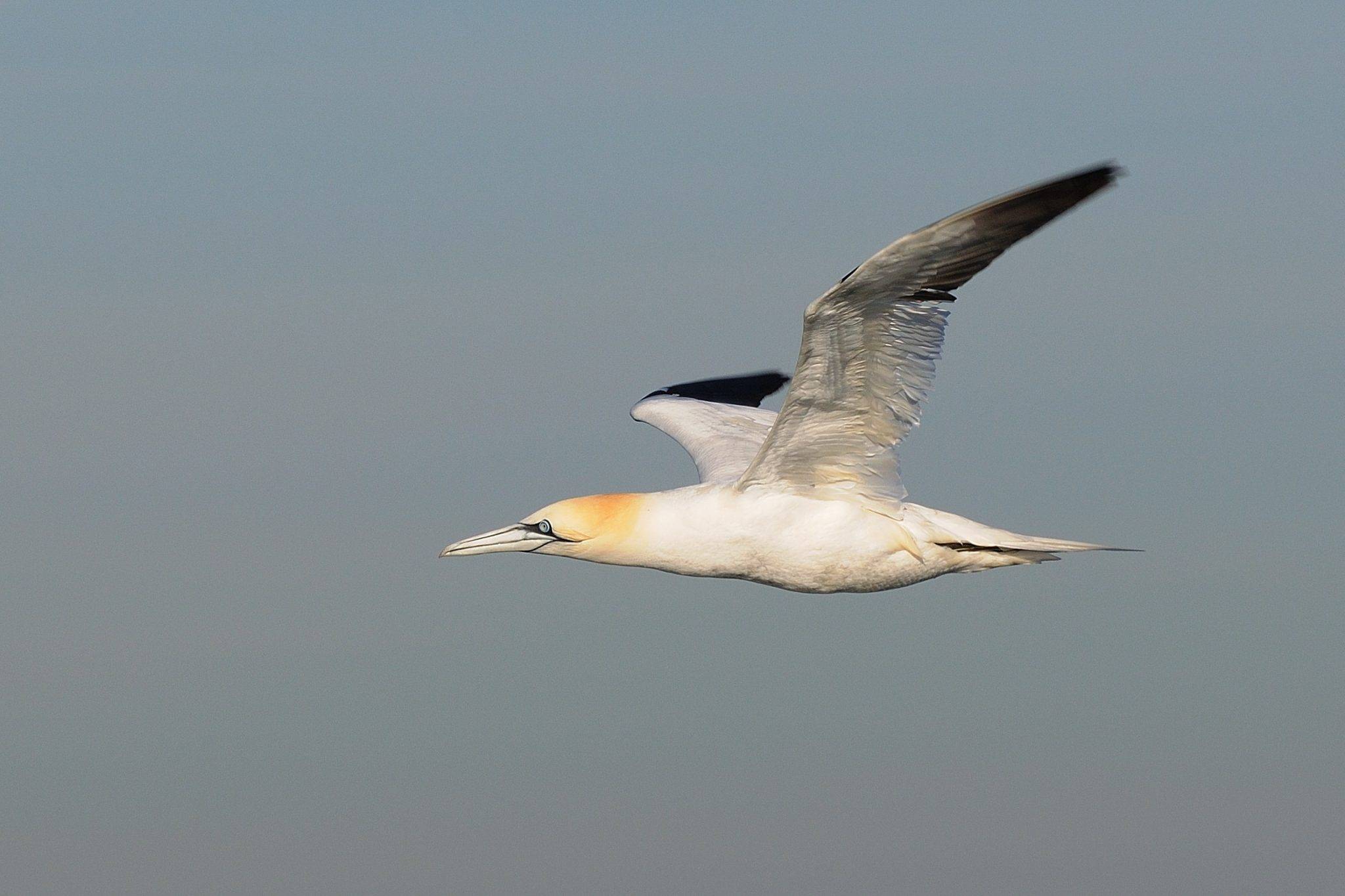 Bird & bat ecology – MARECO